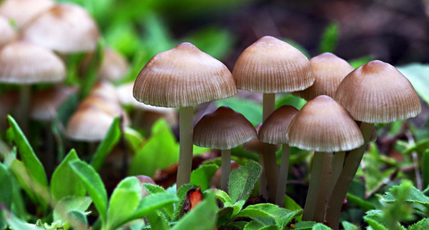 «الفطر السحري» يعالج حالات نفسية «مستعصية»! | مجلة سيدتي