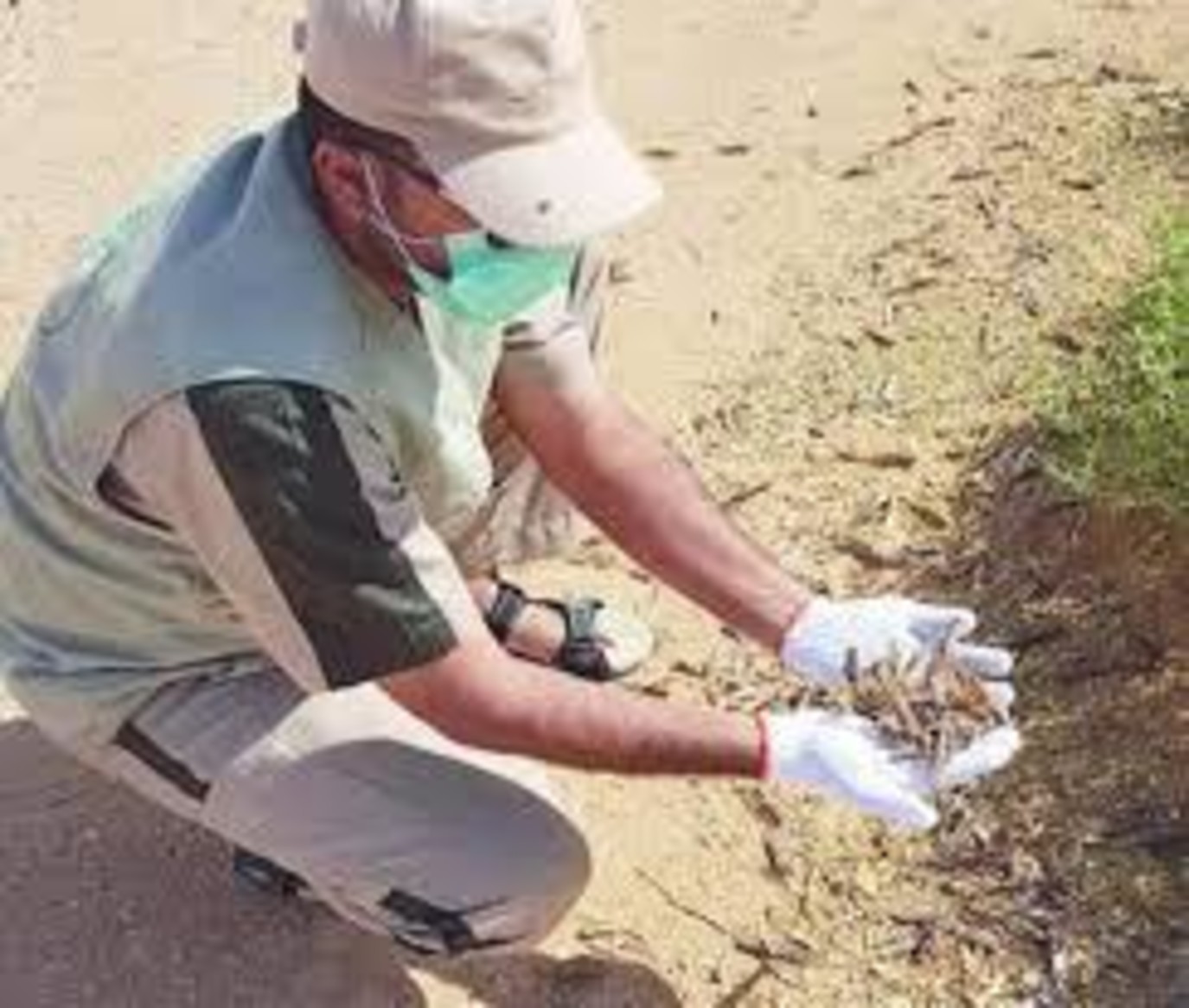 "فاو" تحذر السعودية من الجراد الصحراوي | مجلة سيدتي