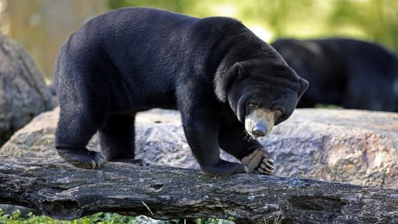 شاهد: رجل روسي يخاطر بحياته من أجل إطعام دب | مجلة سيدتي