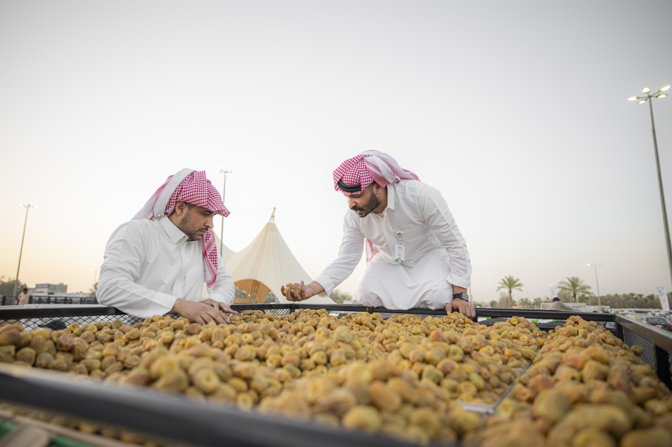 أكثر من 50 صنفاً من التمور يستعرضها المزارعون والتجار في كرنفال بريدة ...