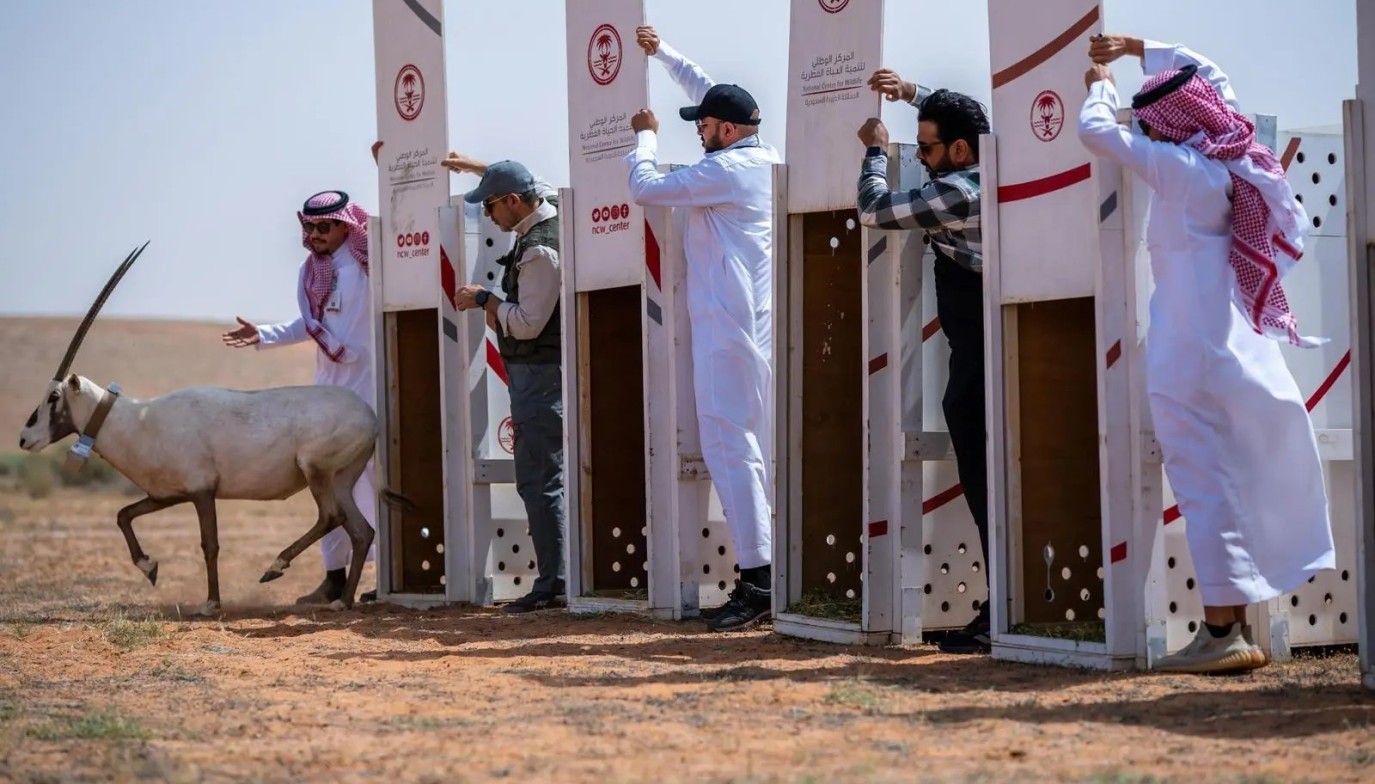 إطلاق 25 كائنًا مهددًا بالانقراض في محمية الإمام تركي بن عبدالله ...