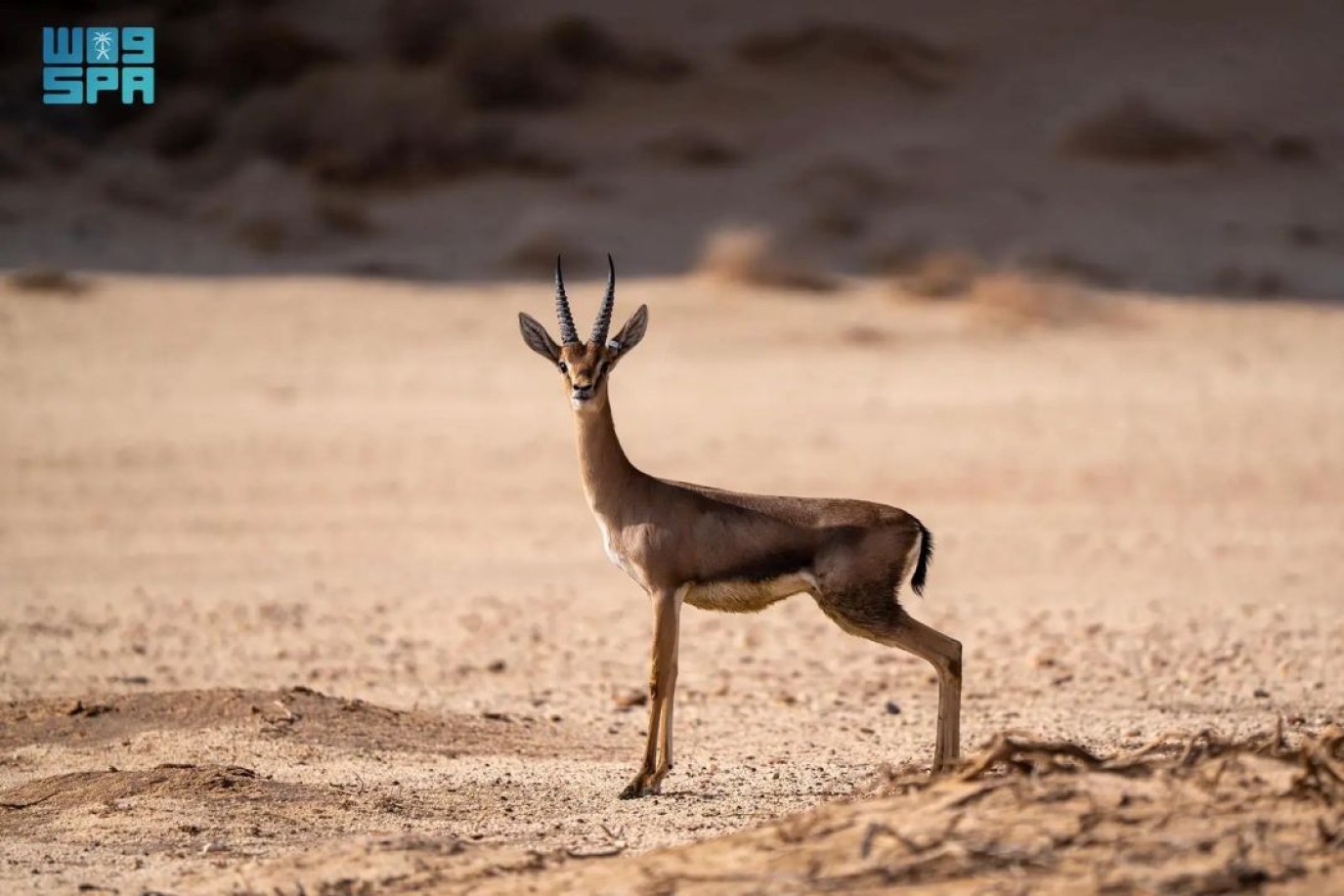 إطلاق كائنات فطرية في موقع الحِجر الطبيعي بالعُلا لتعزيز التوازن البيئي ...